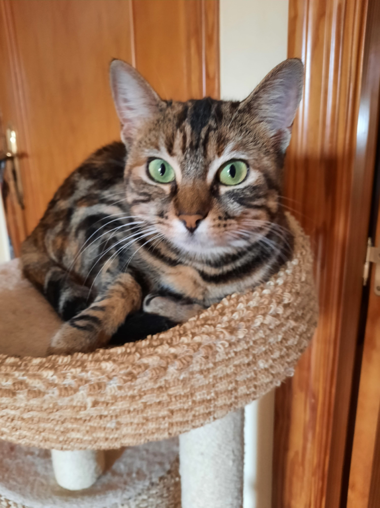 Aroa, süsse Tigerkatze mit Schildpatt (1 Jahr) – ArchePfoetli